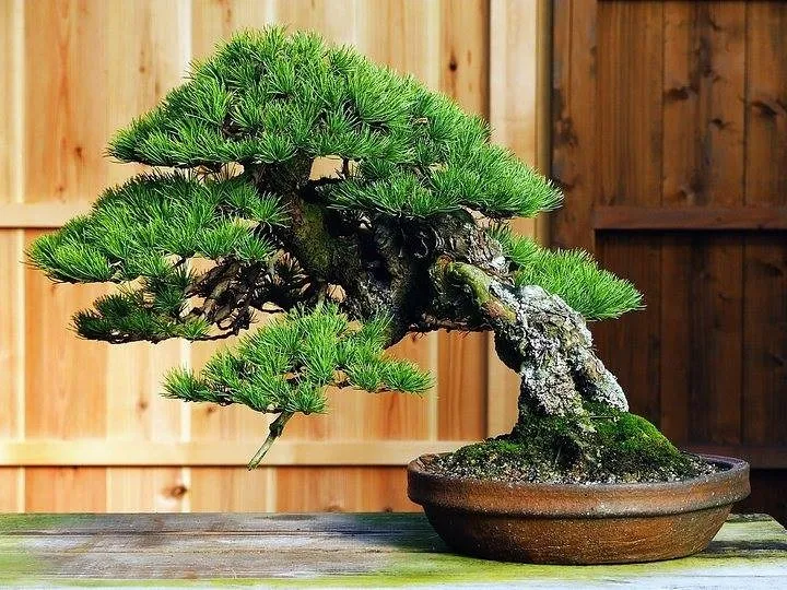 Cây phi lao: Ý nghĩa phong thủy, công dụng và cách trồng