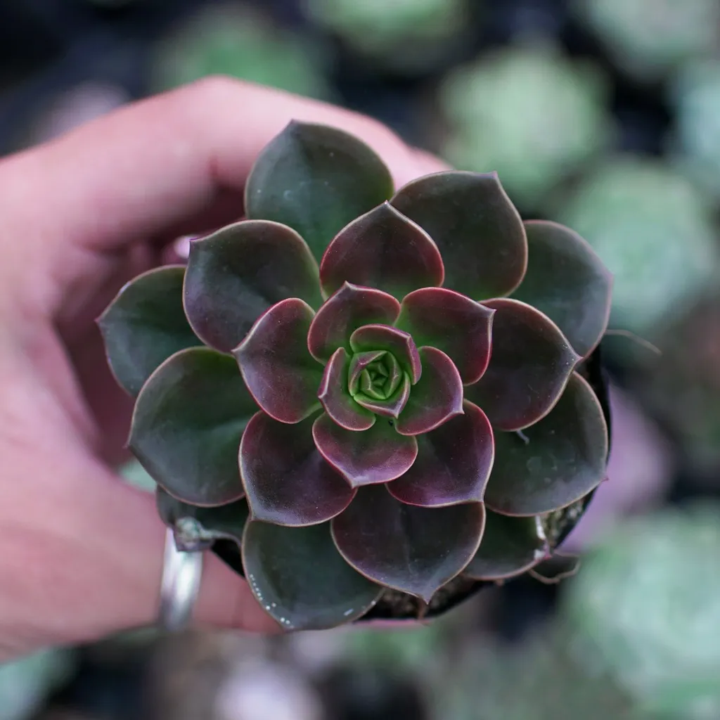 Cây sen đá: Ý nghĩa phong thủy, cách trồng và các loại sen đá đẹp