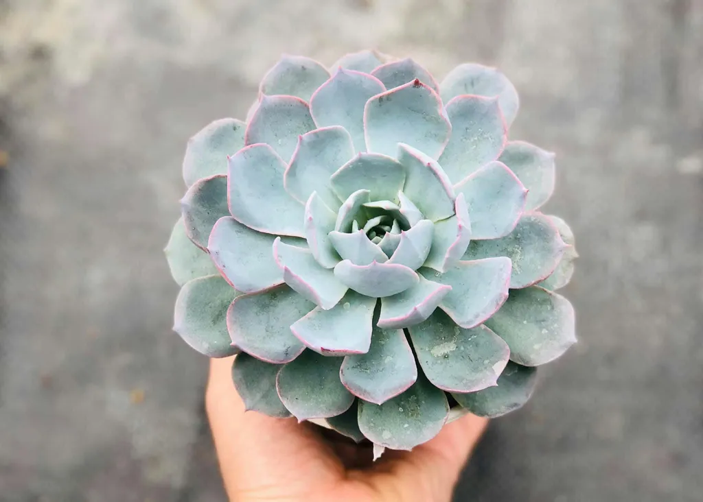 Cây sen đá: Ý nghĩa phong thủy, cách trồng và các loại sen đá đẹp